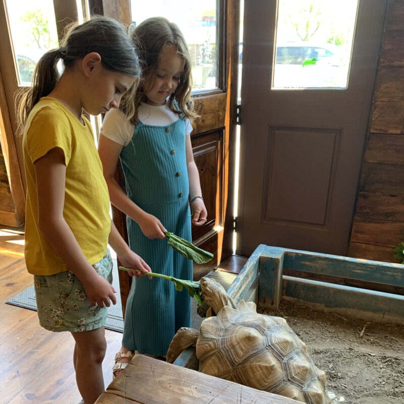 Clint's Reptile Room – A Hands On Reptile Experience