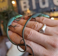 Clint's Reptile Room – A Hands On Reptile Experience