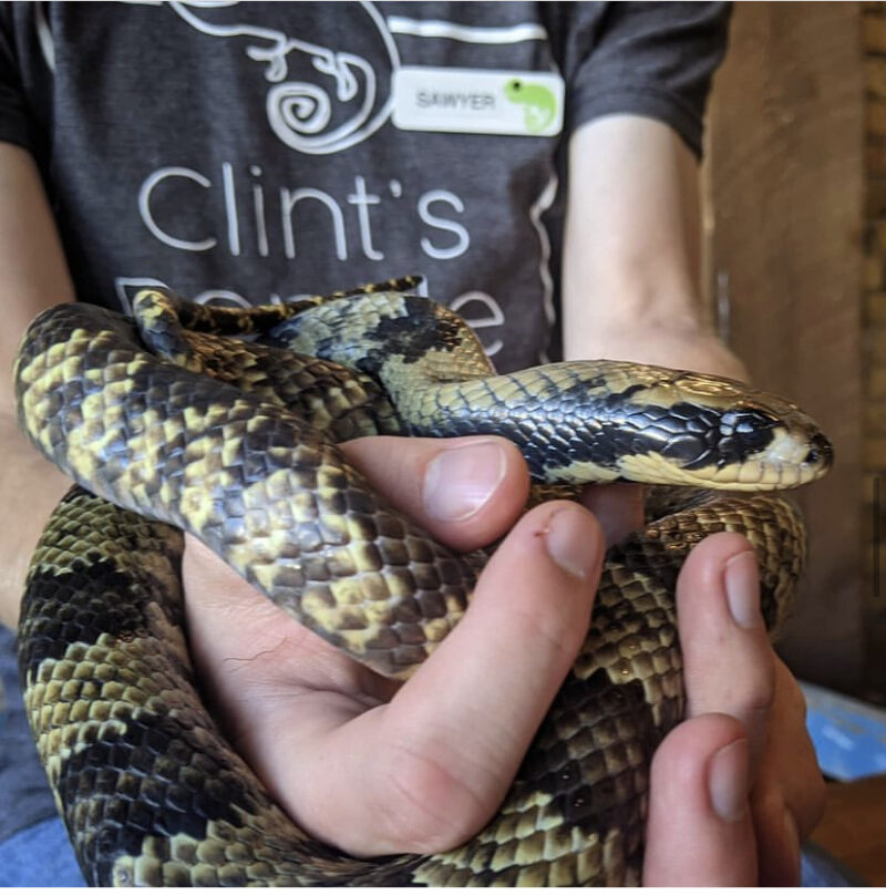 Clint's Reptile Room – A Hands On Reptile Experience